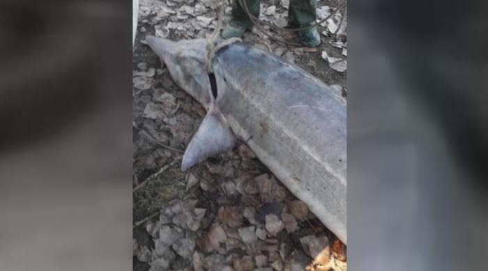 Задържаха бракониер с 200-килограмова моруна край село Айдемир - По ...