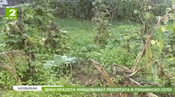Диви прасета унищожават реколтата в планинско село - По света и у нас ...