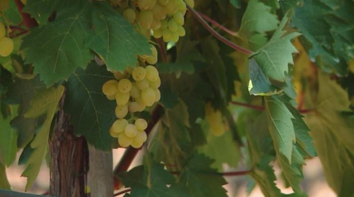 Започна гроздоберът в Южна България - По света и у нас - БНТ Новини