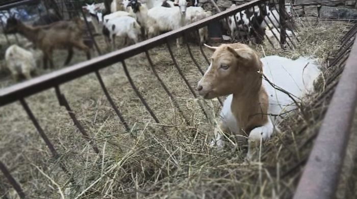 Животновъди от Ямболско получиха първите обезщетения за евтаназия на ...