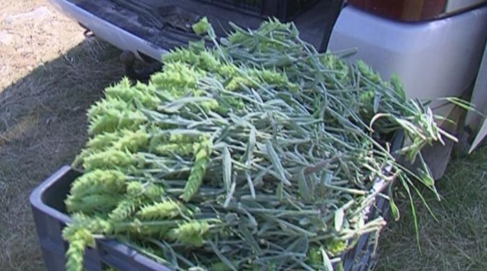 Добра реколта от мурсалски чай - По света и у нас - БНТ Новини