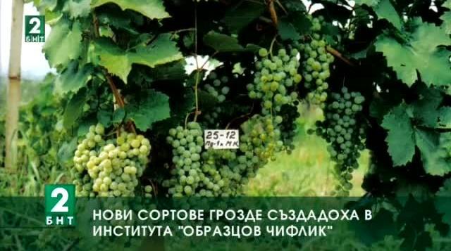 Нови сортове грозде създадоха в “Образцов чифлик” - По света и у нас ...