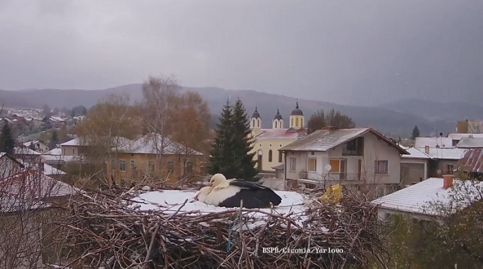 Каква ще е съдбата на изоставената щъркелка Снежи от с. Ярлово? - По ...