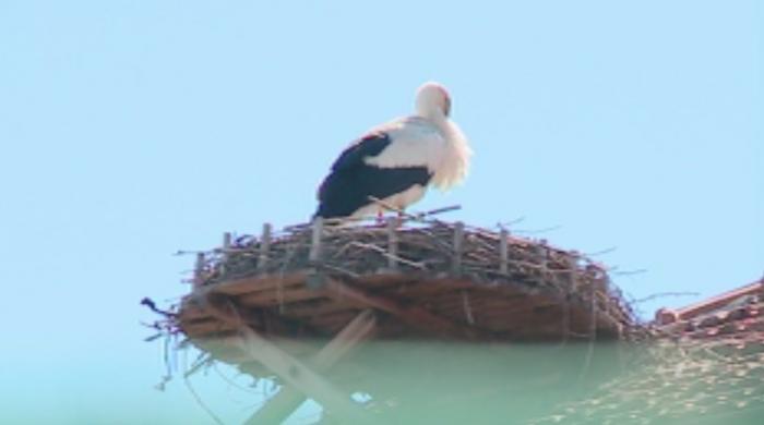 Откриват музей на белия щъркел в Белозем - По света и у нас - БНТ Новини